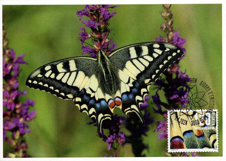 Maximumkarte Naturmuster - Schmetterling | Kaufen auf Ricardo