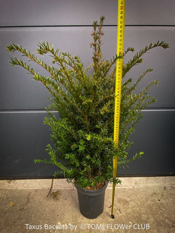 6x Eiben (Taxus Baccata) - für schön kompakte Grünhecke (Neu und ...
