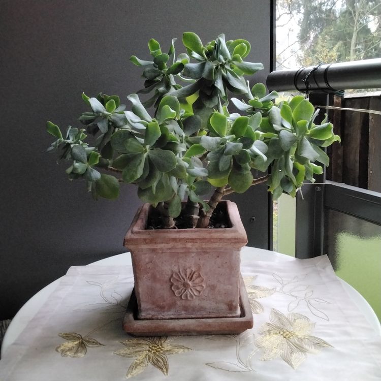 Geldbaum Crassula ovata im Ton Topf (Gebraucht) in Rothenburg für CHF ...