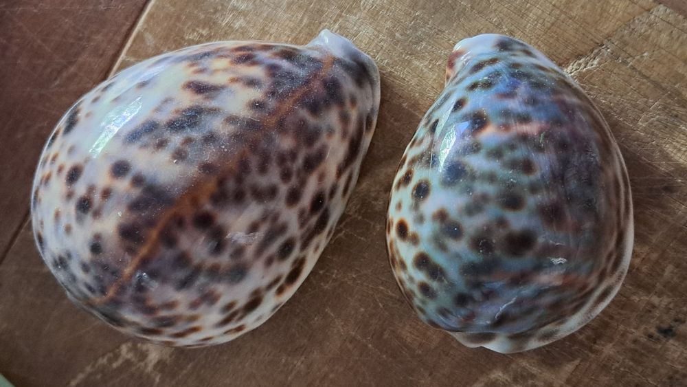 Kauri Muscheln 2 grosse 10cm + 7cm lang | Kaufen auf Ricardo