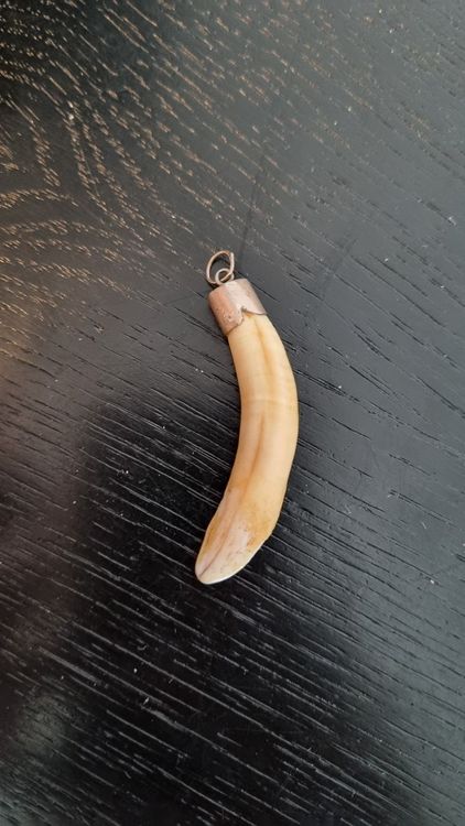 Tigerzahn (Gebraucht) in Buchs AG für CHF 20 – mit Lieferung auf ...