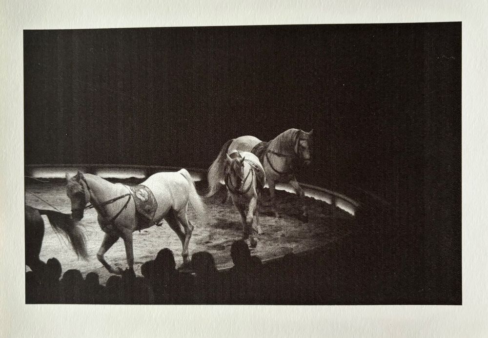 Zirkus Knie, Pferd, Pferde - Foto (21 x 15 cm) | Kaufen auf Ricardo