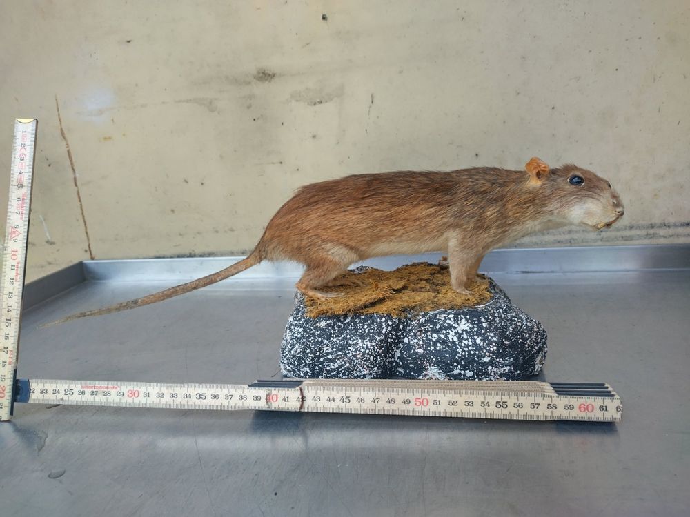 Präparierte Wanderratte ab 1.- | Kaufen auf Ricardo