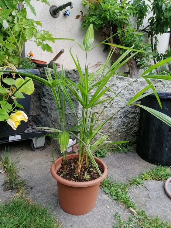 Junge Tessiner Palme | Kaufen auf Ricardo