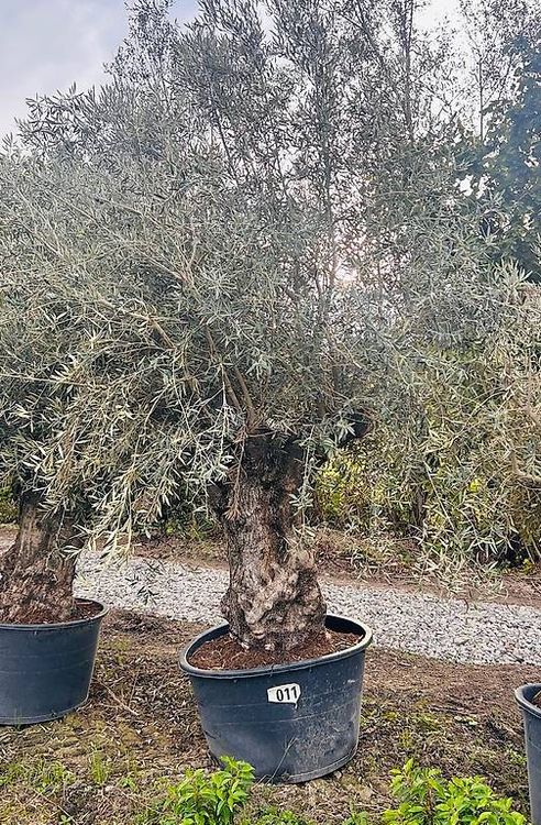 Olivenbaum "Spezial I" (Gebraucht) in Zuckenriet für CHF 2130 – nur Abholung auf Ricardo kaufen