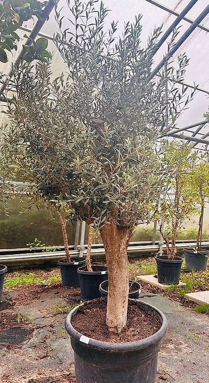 Olivenbaum "Extra VI" (Gebraucht) in Zuckenriet für CHF 390 – nur Abholung auf Ricardo kaufen