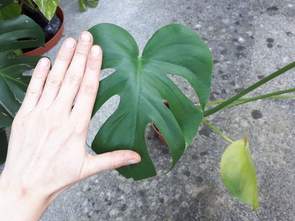 Monstera deliciosa tauerii (Neu (gemäss Beschreibung)) in Brittnau für ...