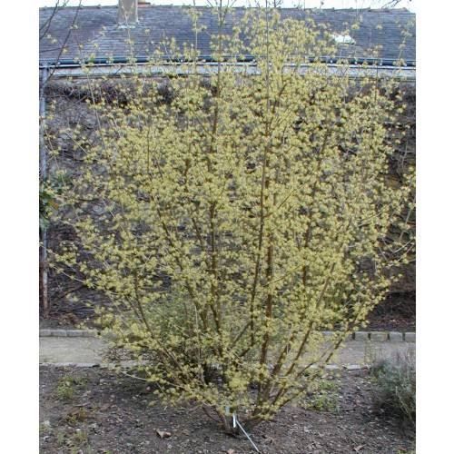 Cornouiller officinal 20cm (Neu und originalverpackt) in Bremblens für CHF 29 – mit Lieferung ...