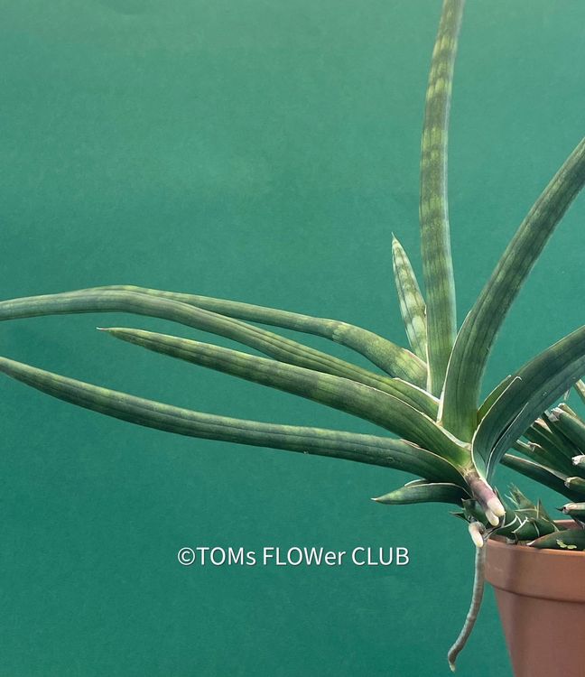 Sansevieria Ballyi | Kaufen auf Ricardo