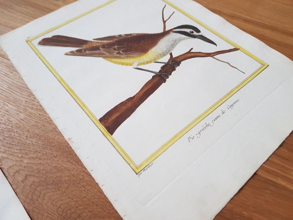 antikes Blatt Stich Pie-grieche jaune de Cayenne Vogel | Kaufen auf Ricardo