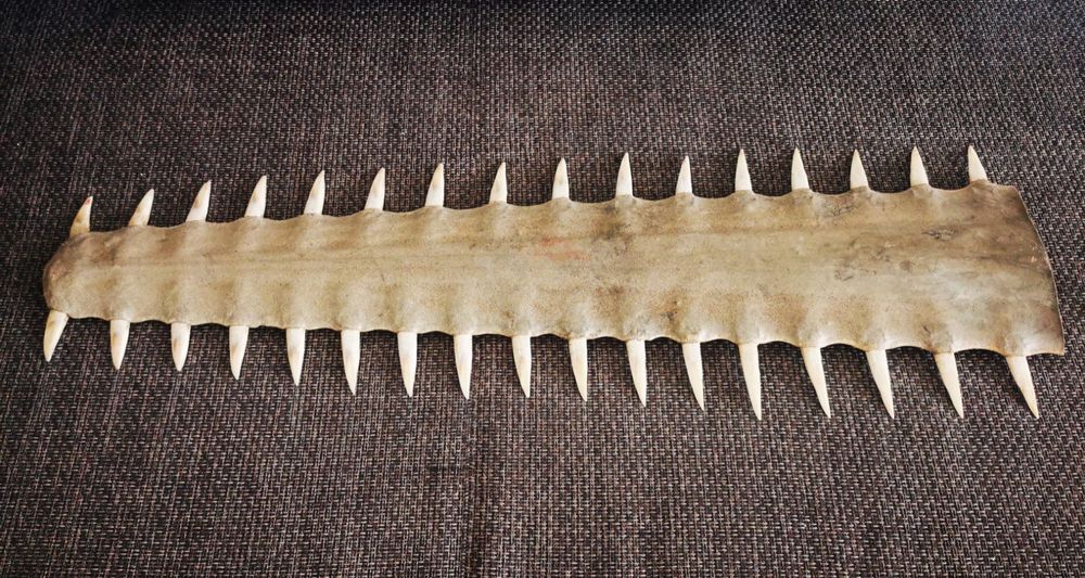 Sägerochen Schwertfisch Antik Fossil OK! Knochenfisch, Zähne (Gebraucht ...