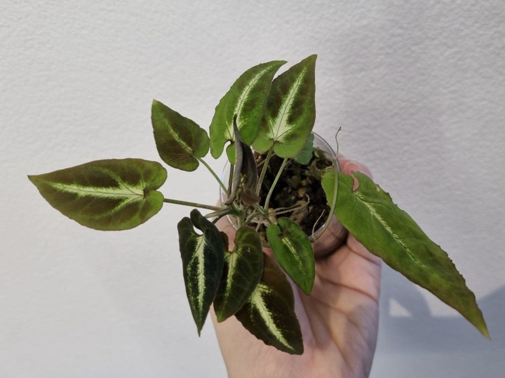 Syngonium Rayii | Kaufen auf Ricardo