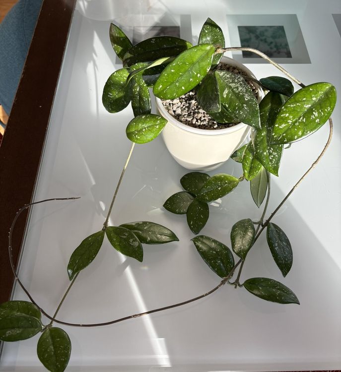 Zimmerpflanze Hoya carnosa | Kaufen auf Ricardo