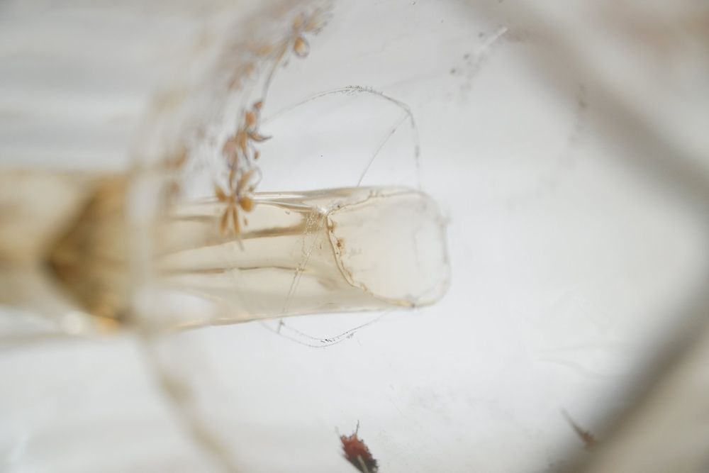 Pichet en verre émaillé signé Émile Gallé – Art Nouveau (Gebraucht) in ...