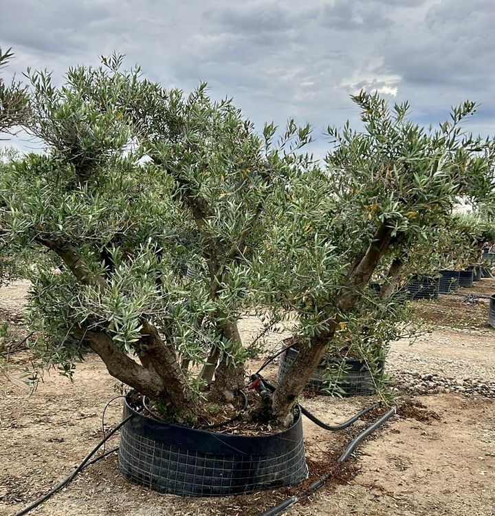 Olivenbaum indiv 1 winterhart (Neu und originalverpackt) in Riedt b. Erlen für CHF 1350 – nur ...