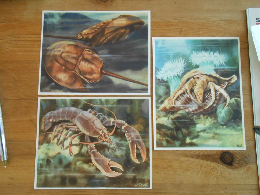 3 Bilder aus Buch um 1950 " Krebs / Hummer " 16 x 12,5 cm | Kaufen auf ...