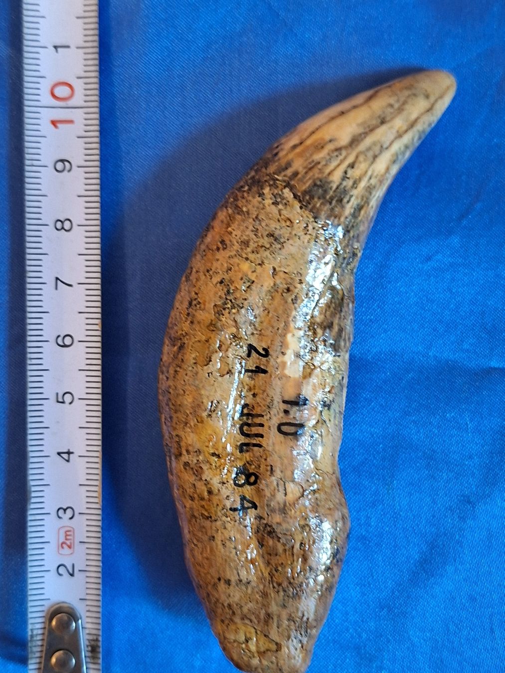 Zahn Tigerzahn Fossil Höhlenbär Rarität Dinosaurier (Gebraucht) in ...