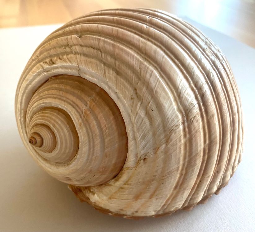 Grosse echte Muschel / Meeresmuschel, Deko Muschel ca. 18 cm (Gebraucht ...