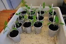 POIVRON CORNE DE TAUREAU ROUGE ! 40g (Neuf (Voir description)) à ...