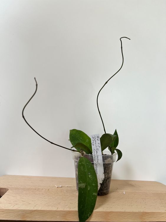 Hoya ruthiae UT-168 | Kaufen auf Ricardo