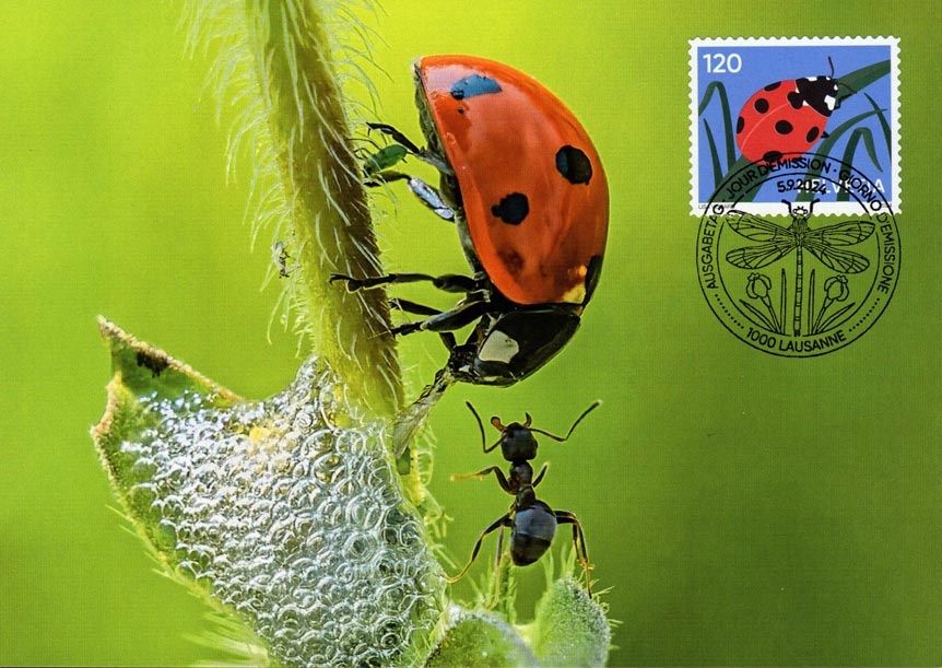 Maximumkarte Tiersymbolik - Marienkäfer (Neu (gemäss Beschreibung)) in Dottikon für CHF 5 – mit ...