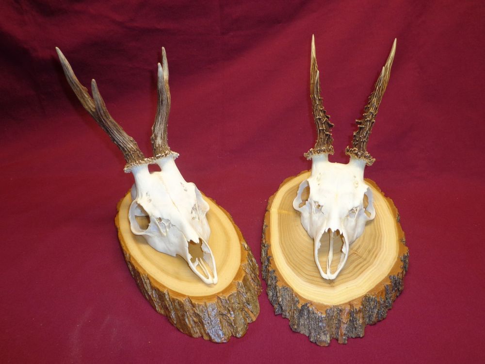 Reh, Geweihe, Trophäe, Horn, Dekoration, Jagd, Gold, Silber (Neu ...
