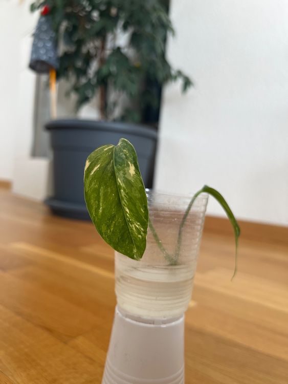 Epipremnum Pinnatum Albo Variegata “mini” (Gebraucht) in Spreitenbach ...