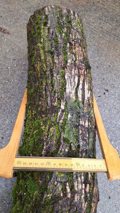 Nussholz Ast Holz Nussbaumholz drechseln basteln (Neu (gemäss ...