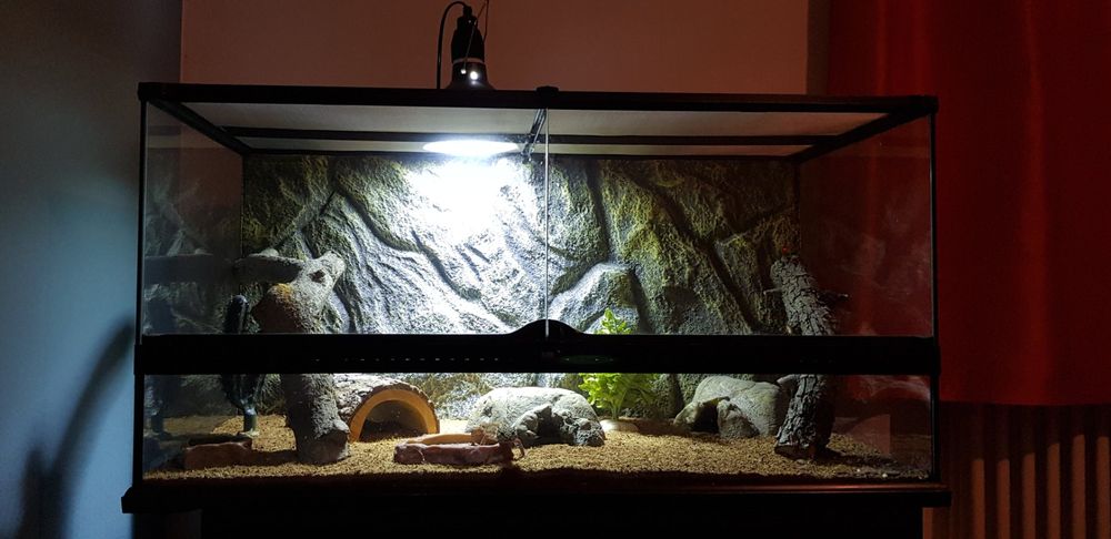 Terrarium mit Leopard Gecko | Kaufen auf Ricardo