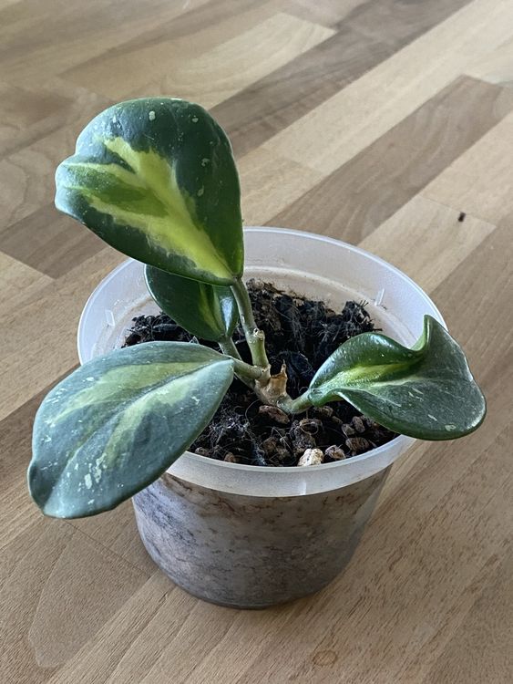 Hoya obovata variegata (splash) | Kaufen auf Ricardo