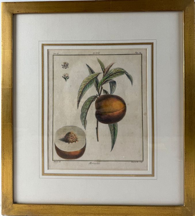 Antike Altkolorierte Kupferstich Echtgoldrahmen (Gebraucht) in Neuhausen am Rheinfall für CHF 10 ...