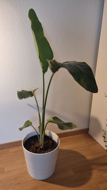 Strelitzie | Kaufen auf Ricardo