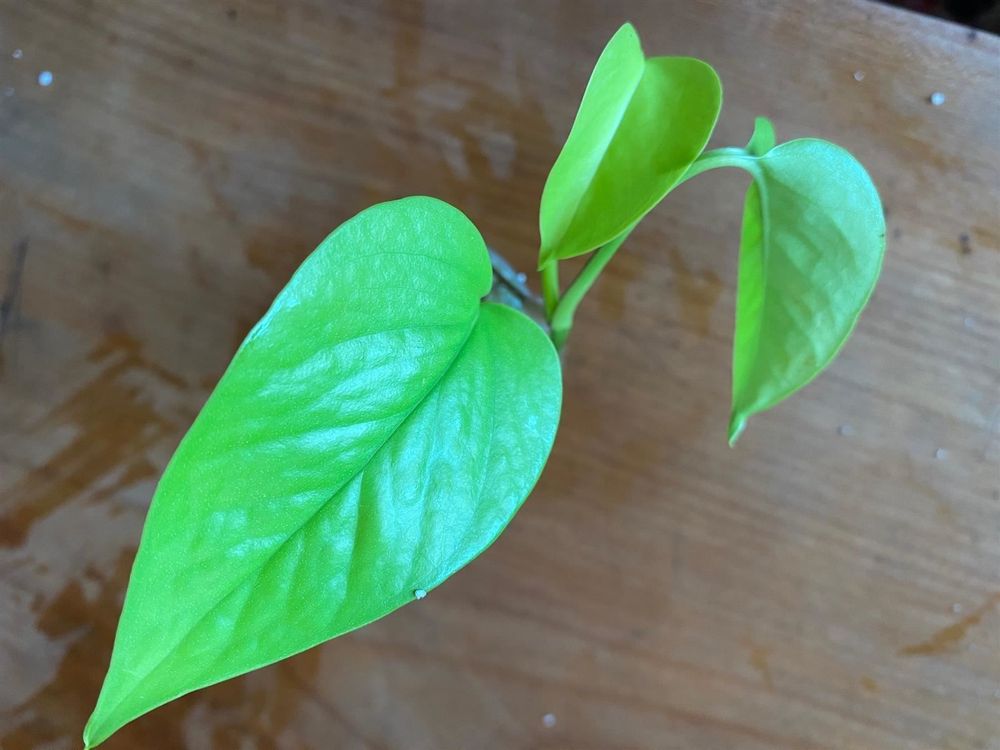 Efeutute Epipremnum pinnatum Neon (Neu (gemäss Beschreibung)) in ...