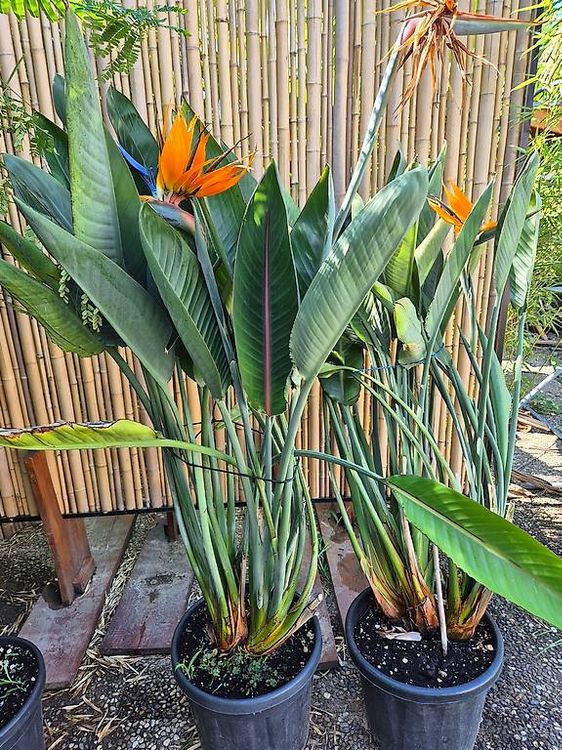 Strelitzia reginae / Strelitzie / Paradiesvogelblume (Gebraucht) in Giebenach für CHF 90 – nur ...