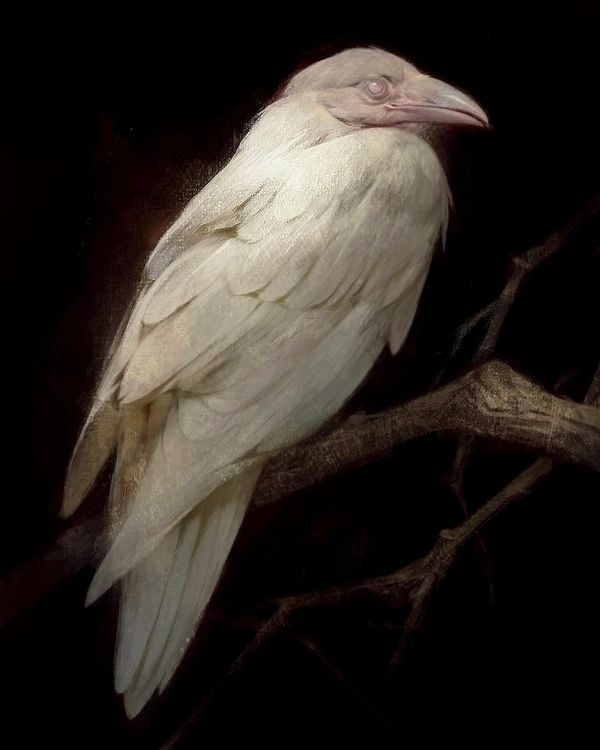 Mystischer weisser Rabe, grosses Poster, Gothic | Kaufen auf Ricardo