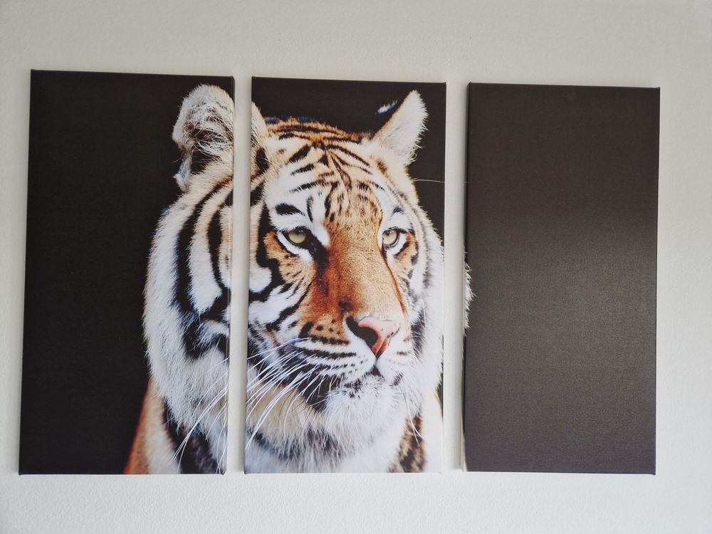 Schönes Tiger 3er Bild | Kaufen auf Ricardo