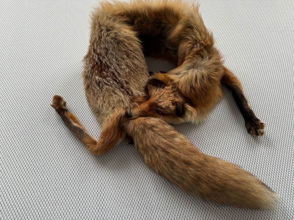 Fuchsstola | Kaufen auf Ricardo