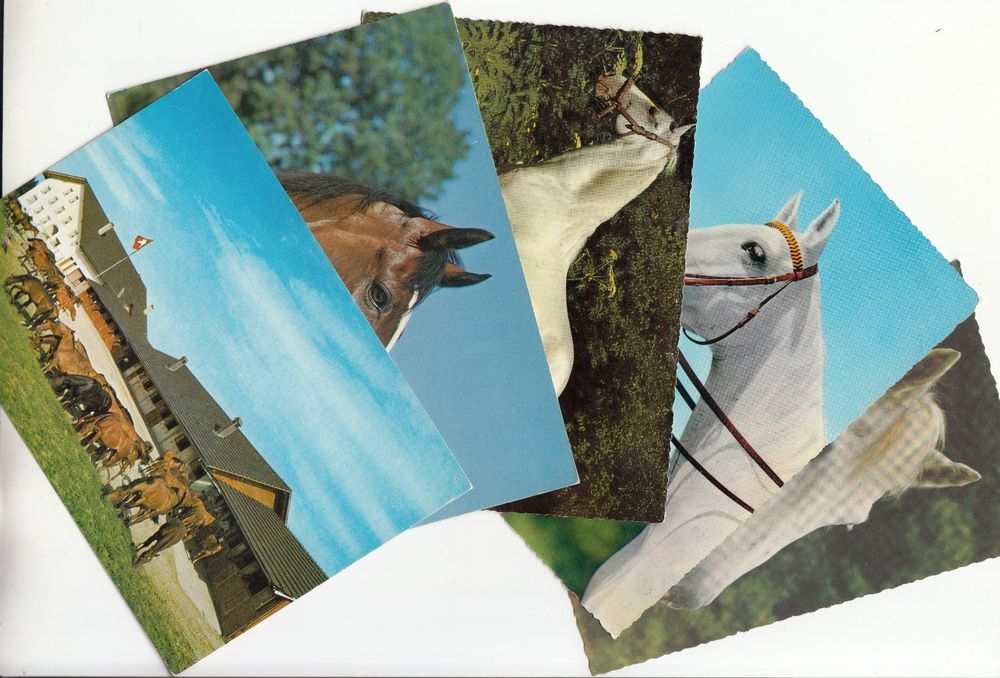 Pferde, 5 Karten, ca. 1960/70 (Gebraucht) in Bürglen TG für CHF 4.5 ...