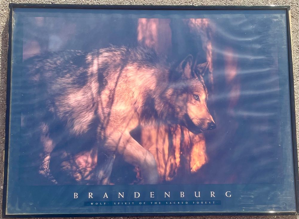 Jim Brandenburg "Wolf: Spirit of the Sacred Forest Plakat | Kaufen auf ...