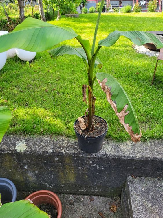 Bananenbaum ca. 50cm hoch | Kaufen auf Ricardo