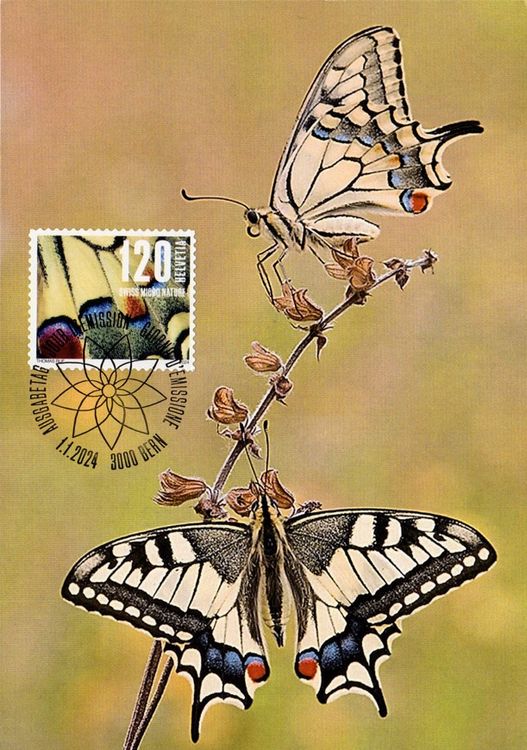 Maximumkarte Naturmuster - Schmetterling | Kaufen auf Ricardo