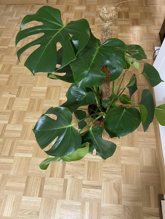 Monstera deliciosa Pflanze mit Moosstab c.a 80 cm hoch Nr. 1 | Kaufen ...