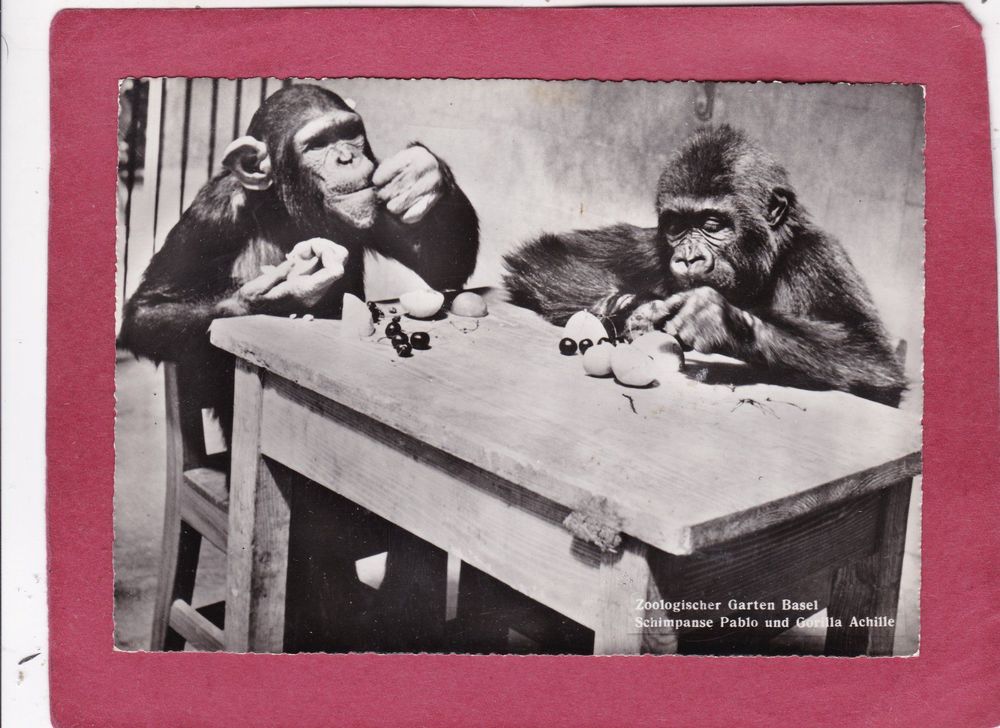 Basel Zoo Schimpanse Pablo Gorilla Achil (Gebraucht) in Herisau für CHF ...