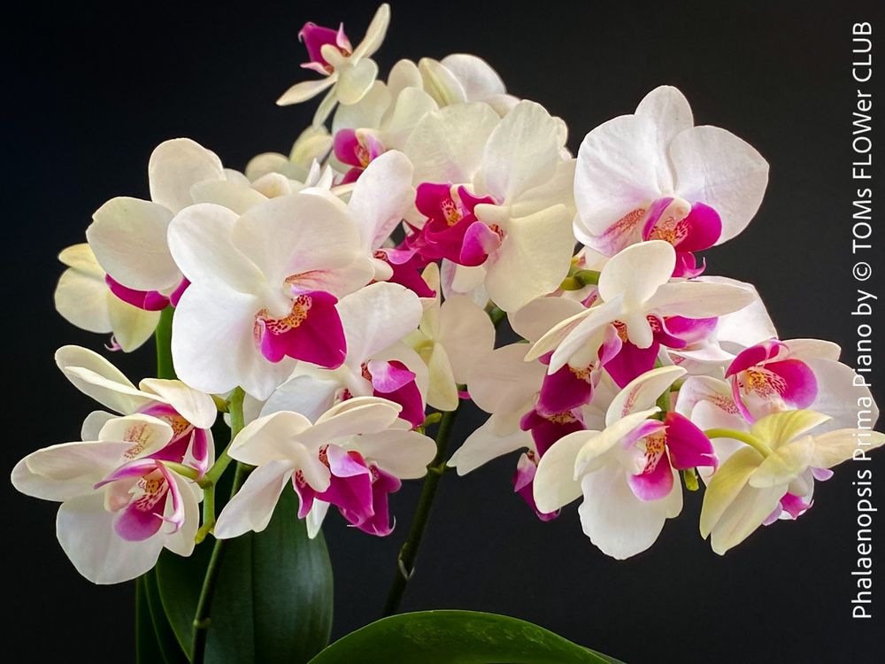 Phalaenopsis Prima Piano Orchidee in Blüte .. | Kaufen auf Ricardo
