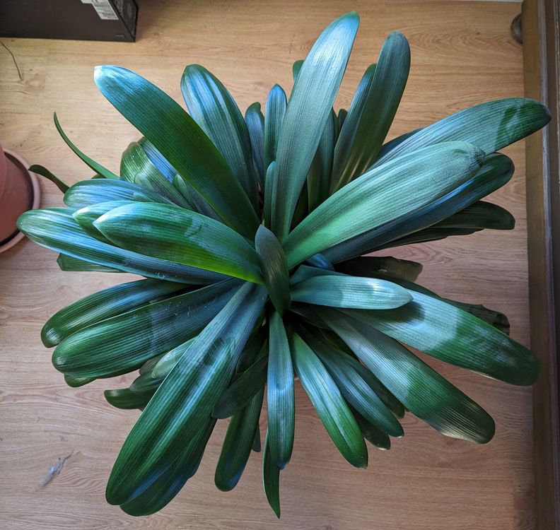 Clivia miniata, sehr gross, mit Ablegern (Gebraucht) in Goldingen für CHF 25 – nur Abholung auf ...