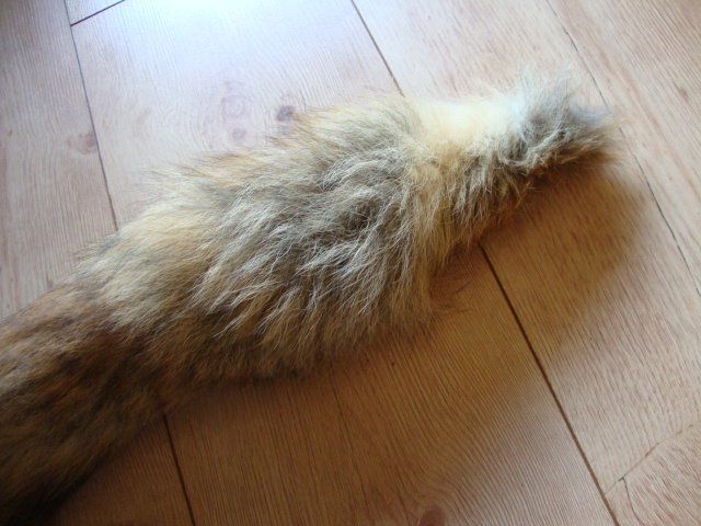 Echter Fuchsschwanz ( Fuchs ) ca. 45 cm ! (Gebraucht) in Wildhaus für ...