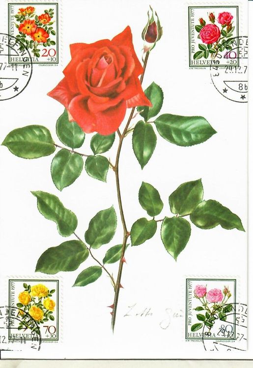 Maximumkarte mit Pro Juv Serie 1977 FDC, Rose Lothe Günthard (Gebraucht ...