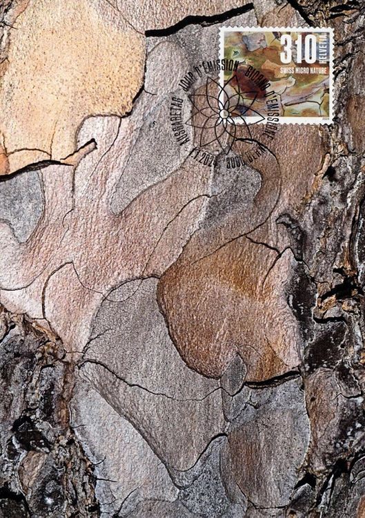 Maximumkarte Naturmuster - Baumrinde | Kaufen auf Ricardo