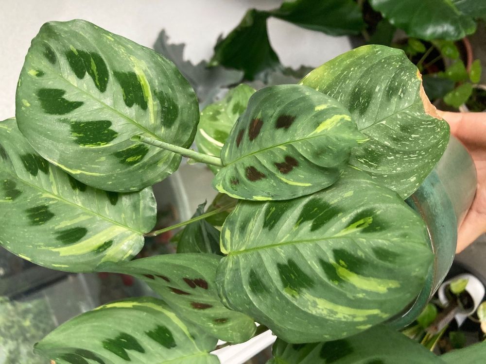 Maranta leuconeura variegata | Kaufen auf Ricardo