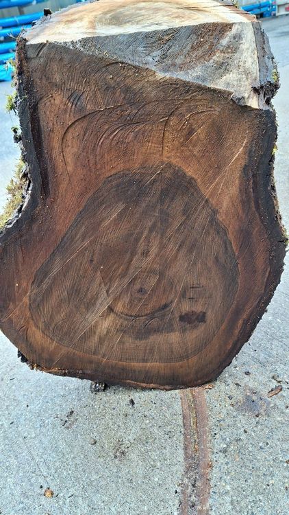 Nussholz Stamm Nuss Holz Nussbaumholz drechseln basteln (Neu (gemäss ...